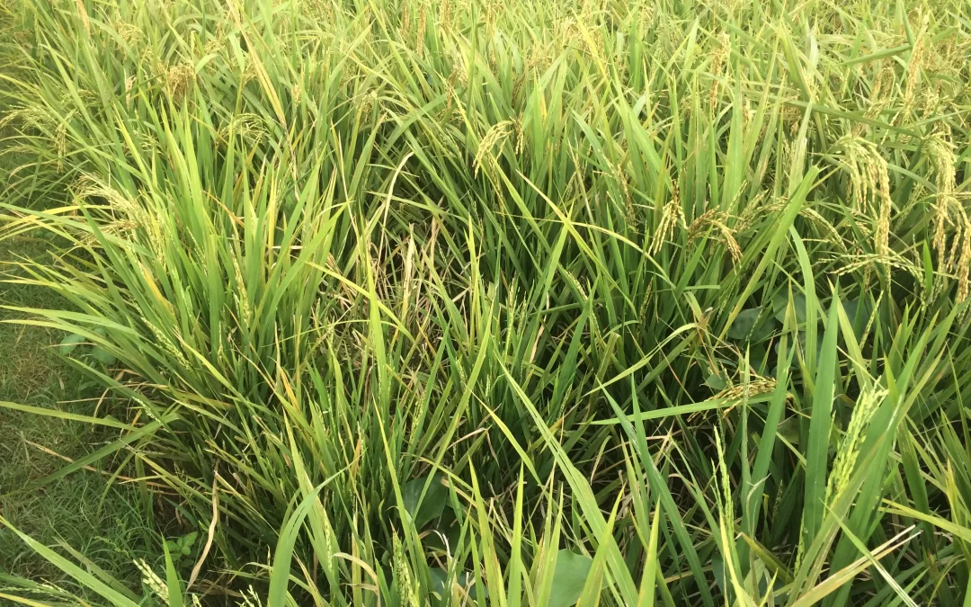 Cara Mengatasi Rumput pada Tanaman Padi